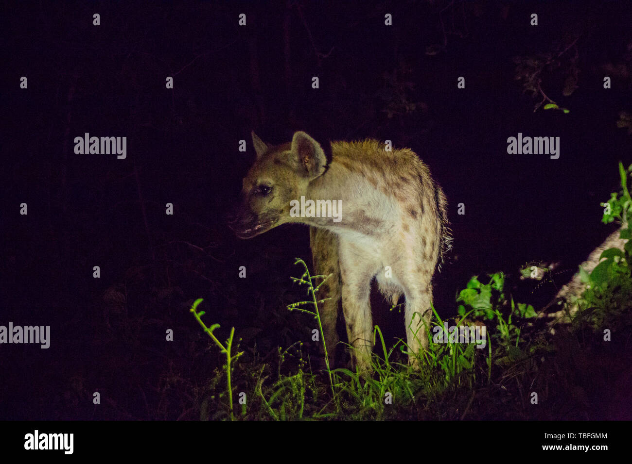 Haina hi-res stock photography and images - Alamy