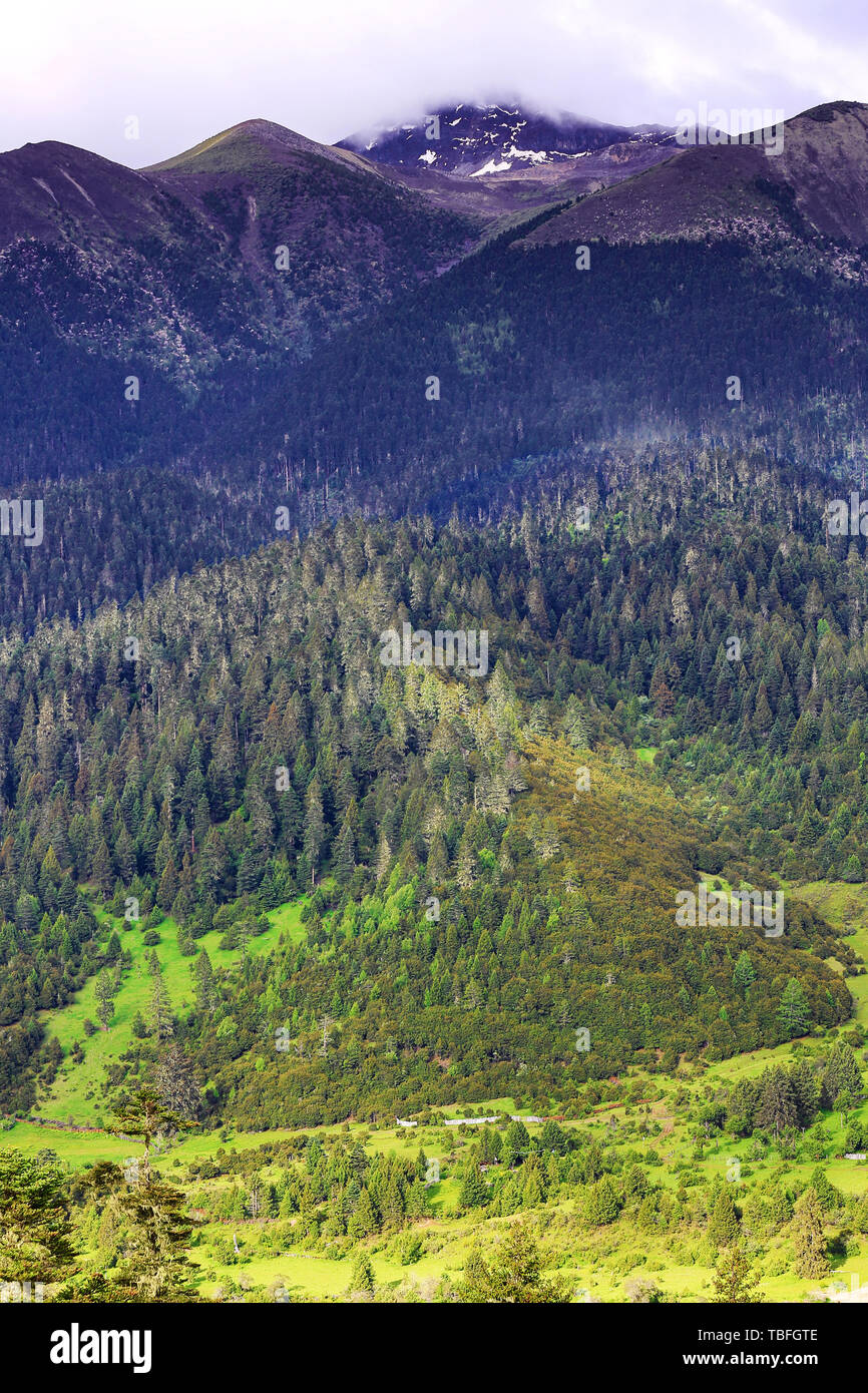 Landscape trees with nature lawns sky outdoors summer wood farm hi-res ...