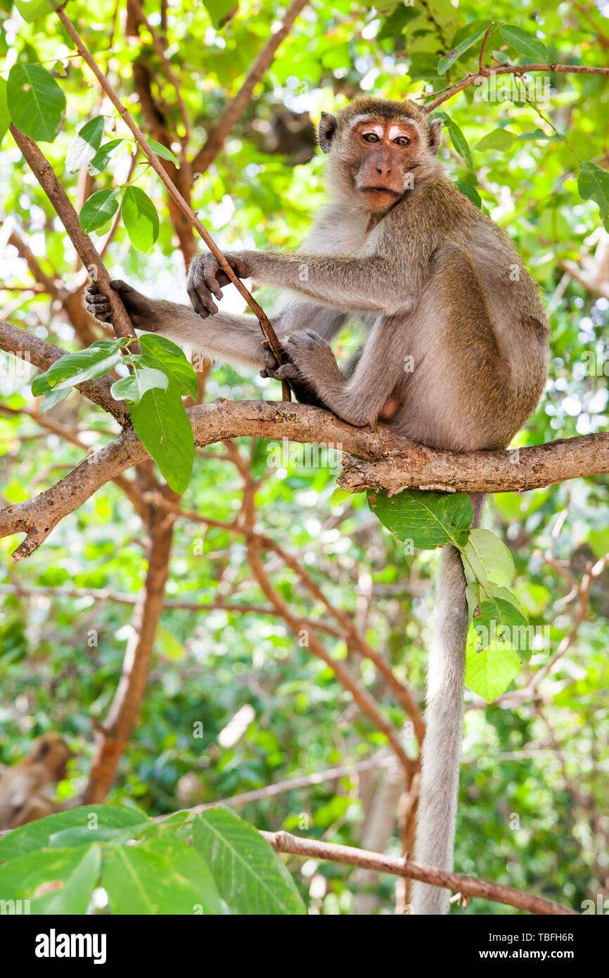 Monkey jungle macaque hi-res stock photography and images - Alamy