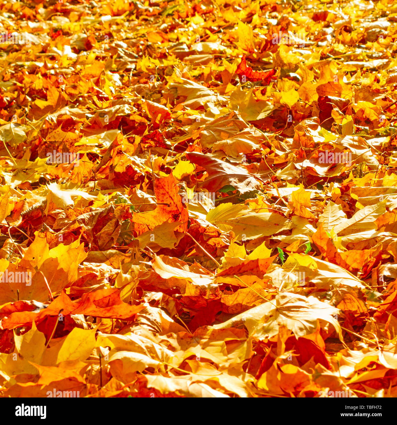 Fallen maple leaves hi-res stock photography and images - Alamy