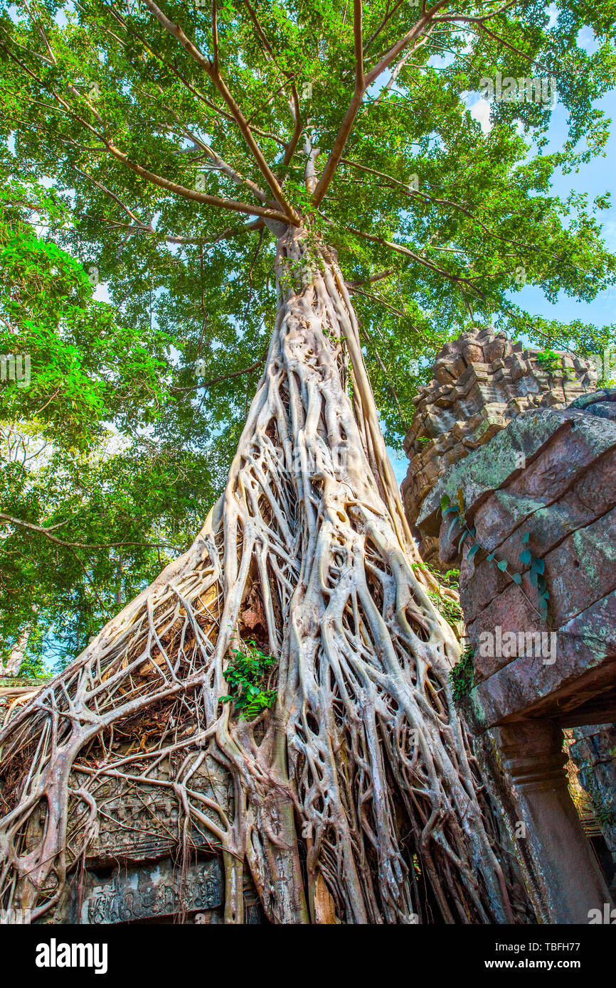 Roots of giant tree in Ta Phrom Temple in Angkor Wat in Cambodia Stock ...
