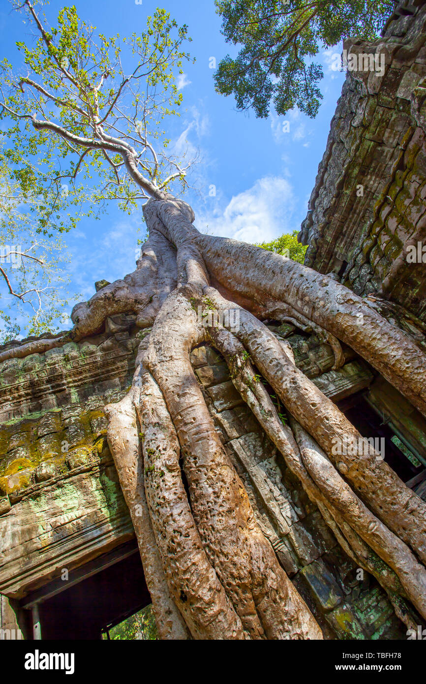 Roots of giant tree in The Angkor Wat in Cambodia Stock Photo - Alamy