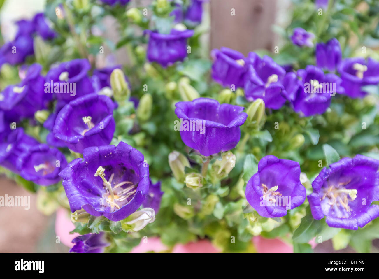 Indoor wind bell hi-res stock photography and images - Alamy