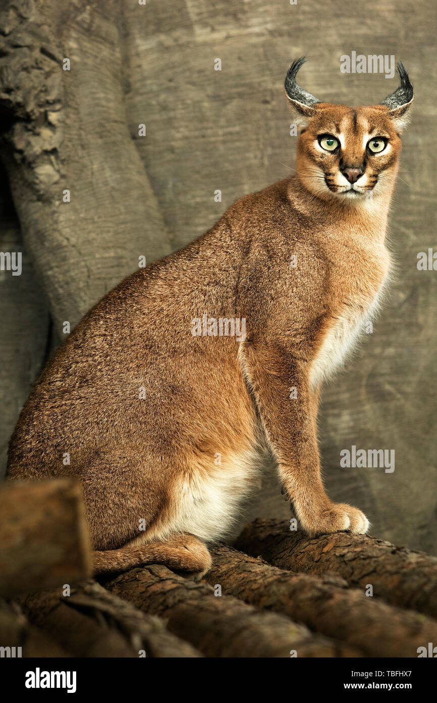 Grim animals hi-res stock photography and images - Alamy