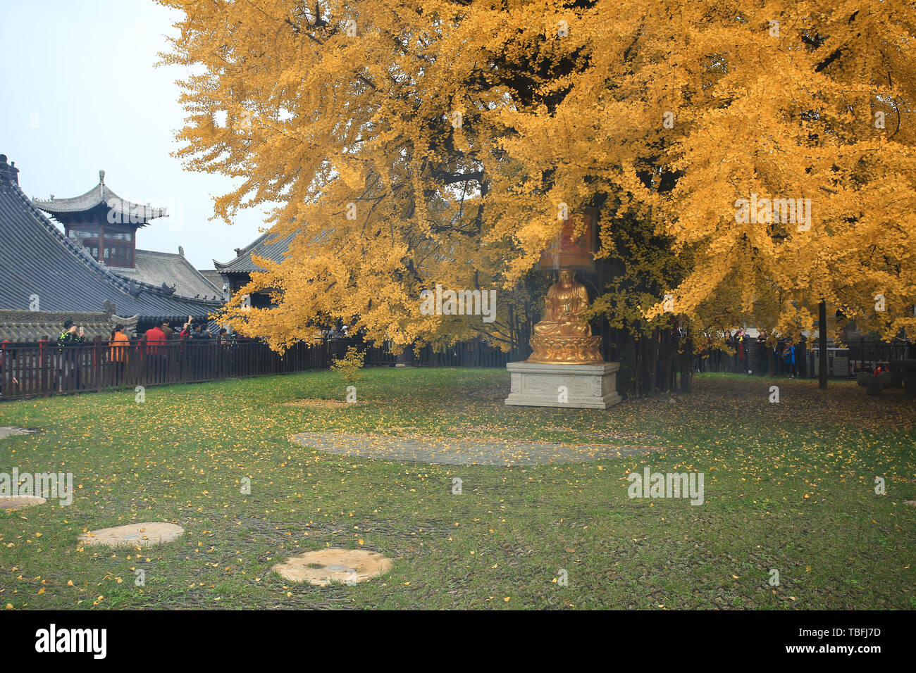 Ginkgo guanyin temple hi-res stock photography and images - Alamy