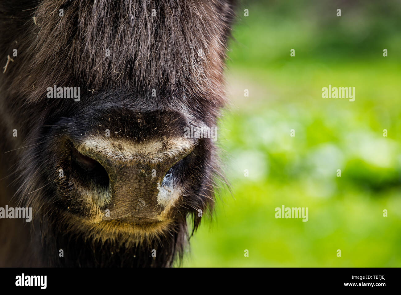 European bison (Bison bonasus) close view on nose , copy space ...