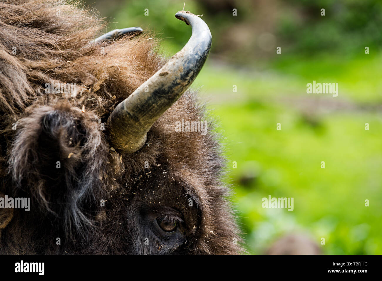 Bison head close up view hi-res stock photography and images - Alamy