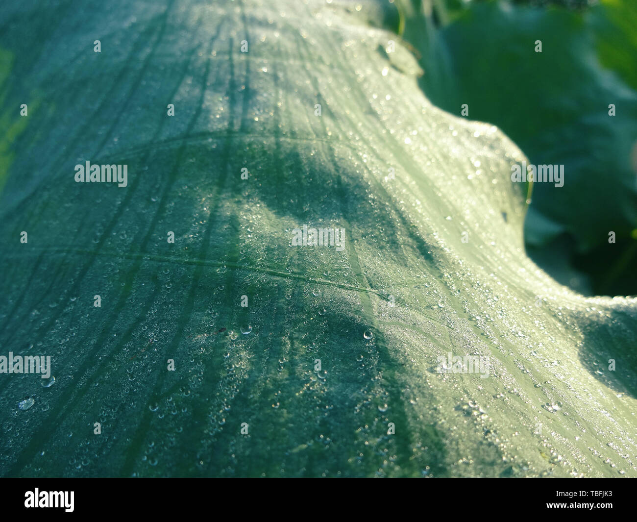 The dew and marks on the lotus leaves in the morning Stock Photo - Alamy