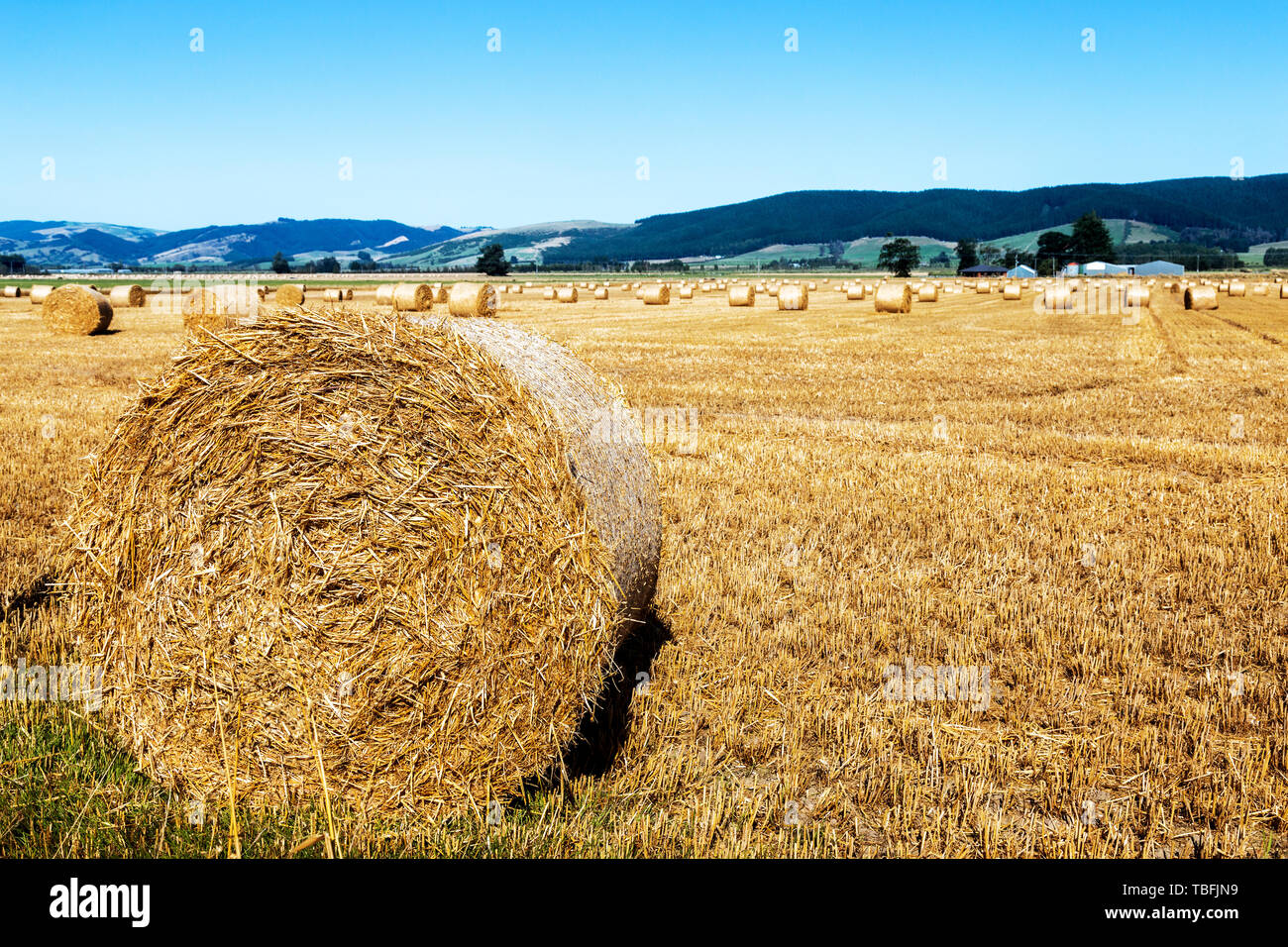 landscape of golden wheat field in summer Stock Photo - Alamy