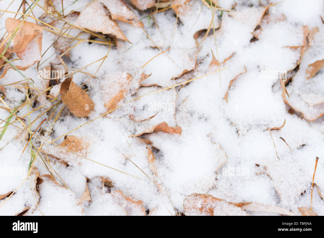 Maple leaves under snowfall hi-res stock photography and images - Alamy
