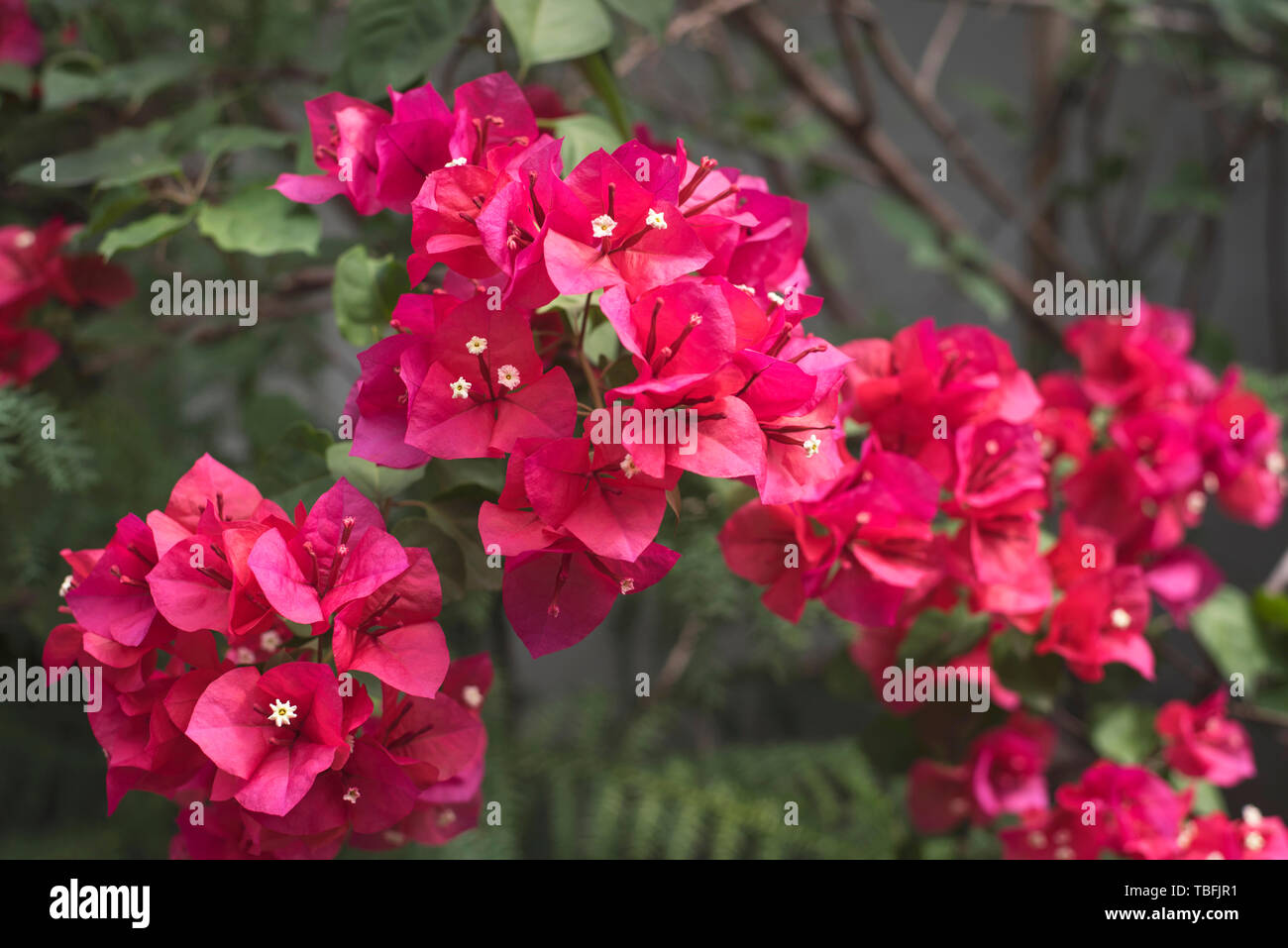 The blooming triangular plum Stock Photo - Alamy