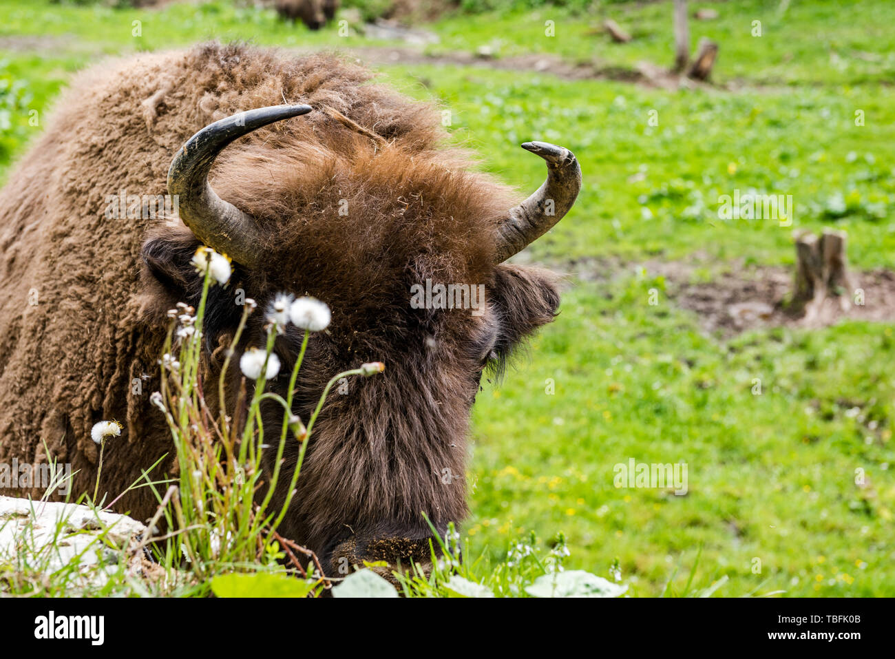 European bison view herd wild hi-res stock photography and images - Alamy