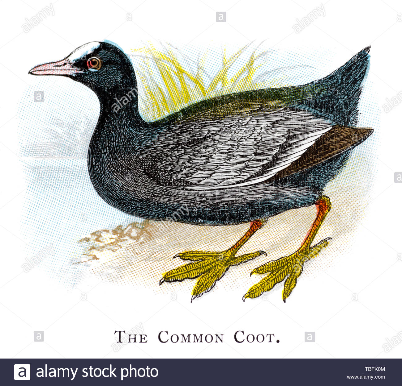 Coots bird Cut Out Stock Images & Pictures - Alamy