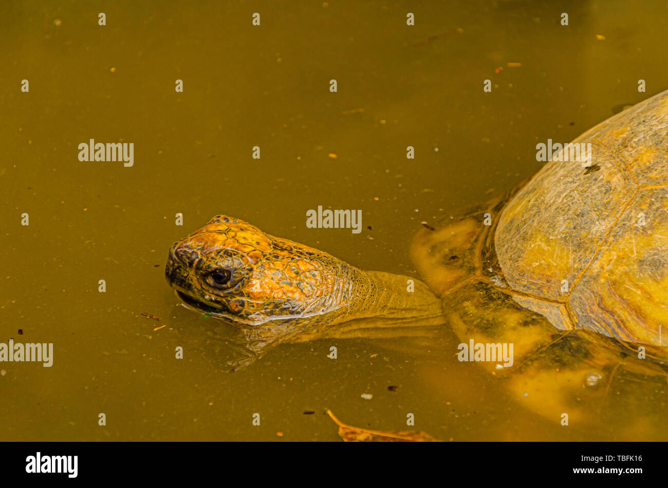 Green river turtle hi-res stock photography and images - Alamy