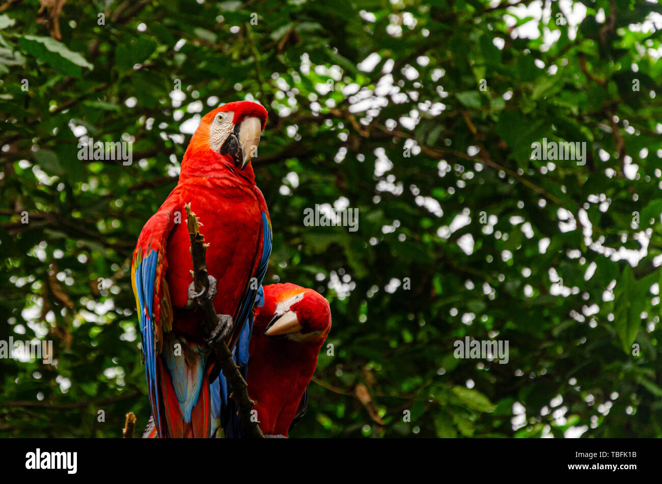 Couple of red parrots in the mangroves of the Rio Guayas. Guayaquil ...