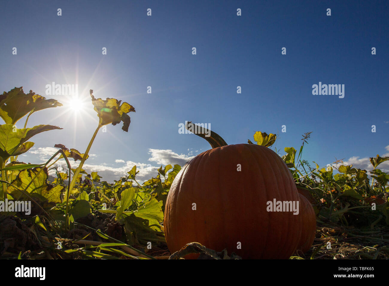 Grain planting lawns and growing farm pumpkin organic hi-res stock ...