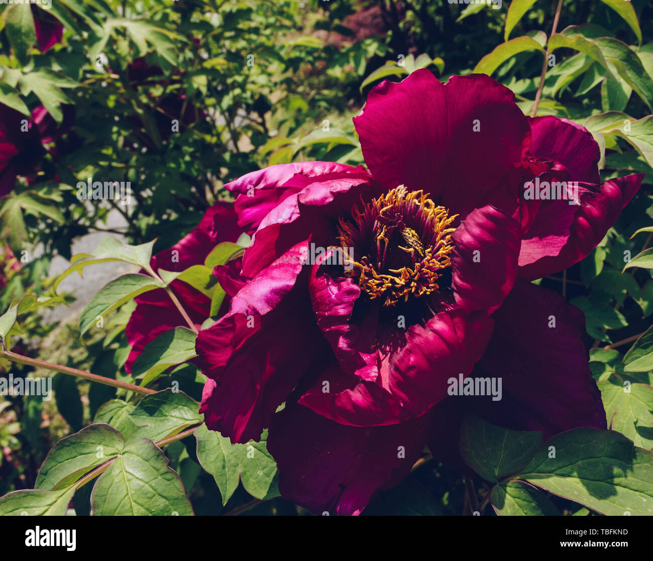Tree peony magenta pink flower hi-res stock photography and images - Alamy
