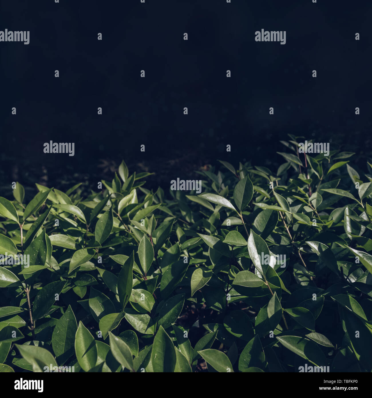green leaves of growing bushes with dark background and copy space ...