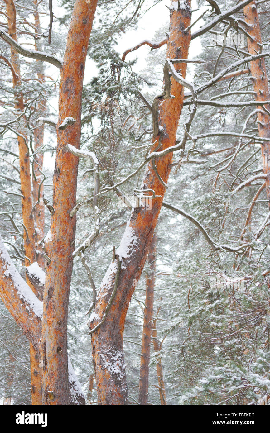pine tree forest image. colorful toned Stock Photo - Alamy