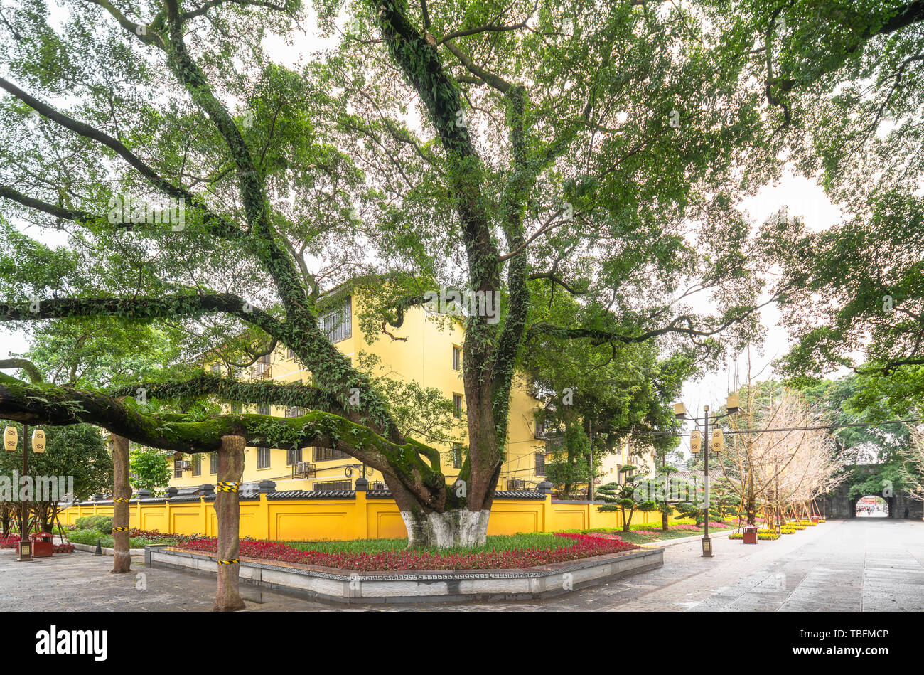 Big banyan tree in Wang Cheng Scenic Area of Du Xiufeng, Guilin Stock ...