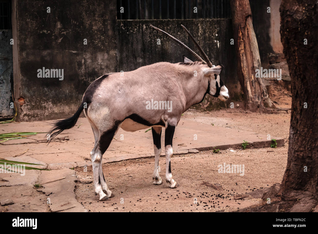 Animals with cloven hooves hi-res stock photography and images - Alamy