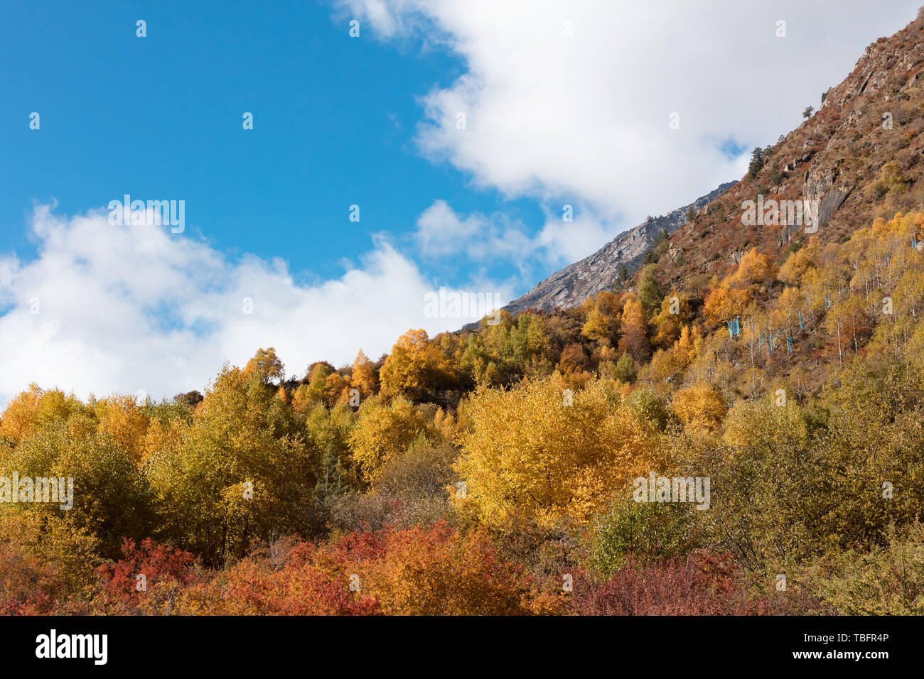 Tibet leaves hi-res stock photography and images - Alamy