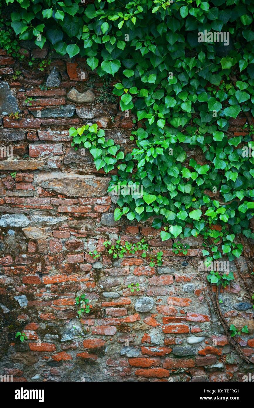 Brick wall texture in Lucca with plants in Italy Stock Photo - Alamy