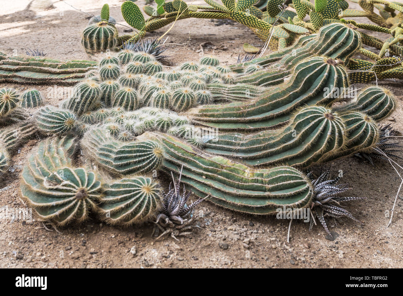 Cactus vegetation in the sand Stock Photo - Alamy