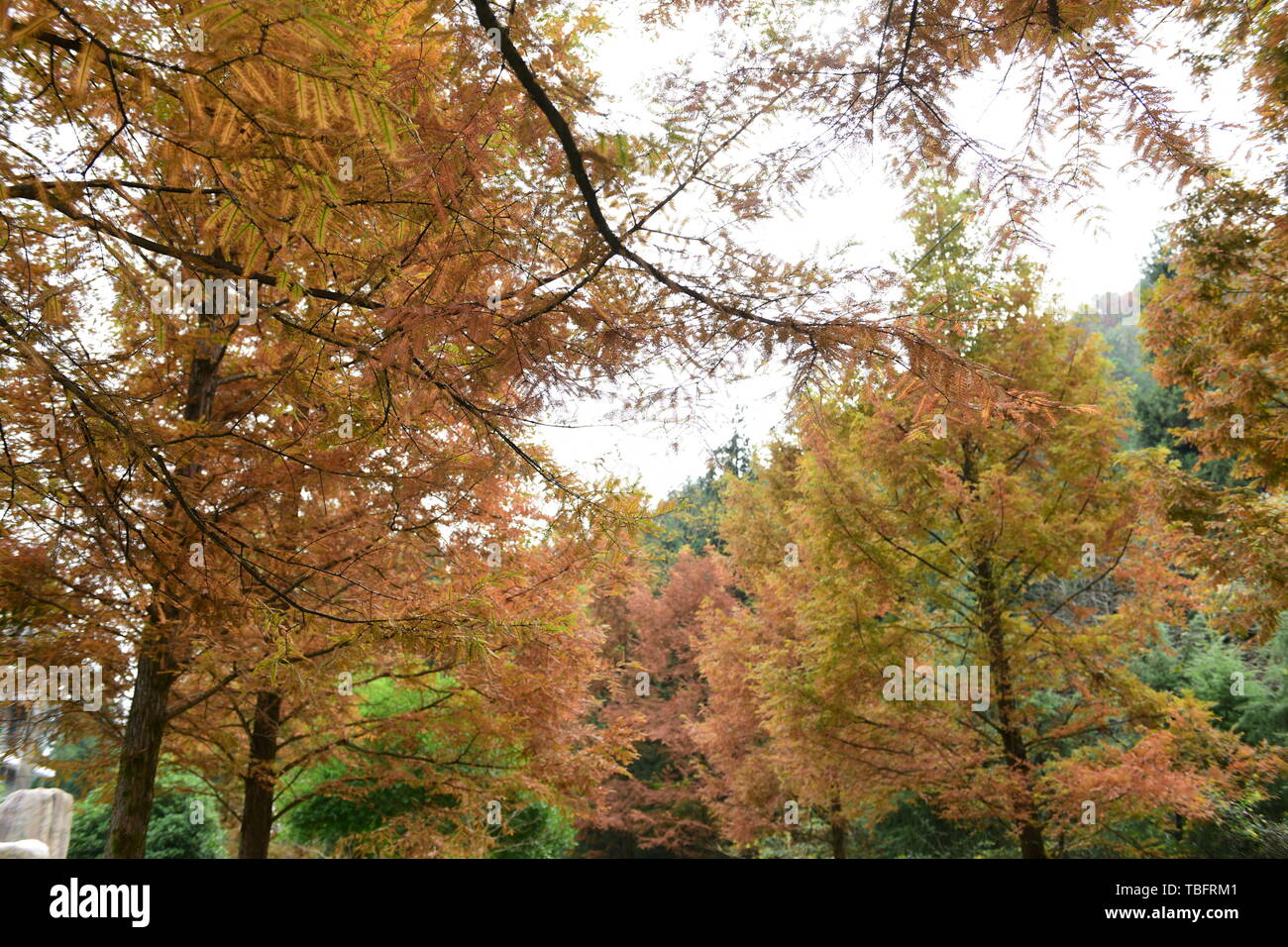 Golden fir trees in autumn Stock Photo - Alamy