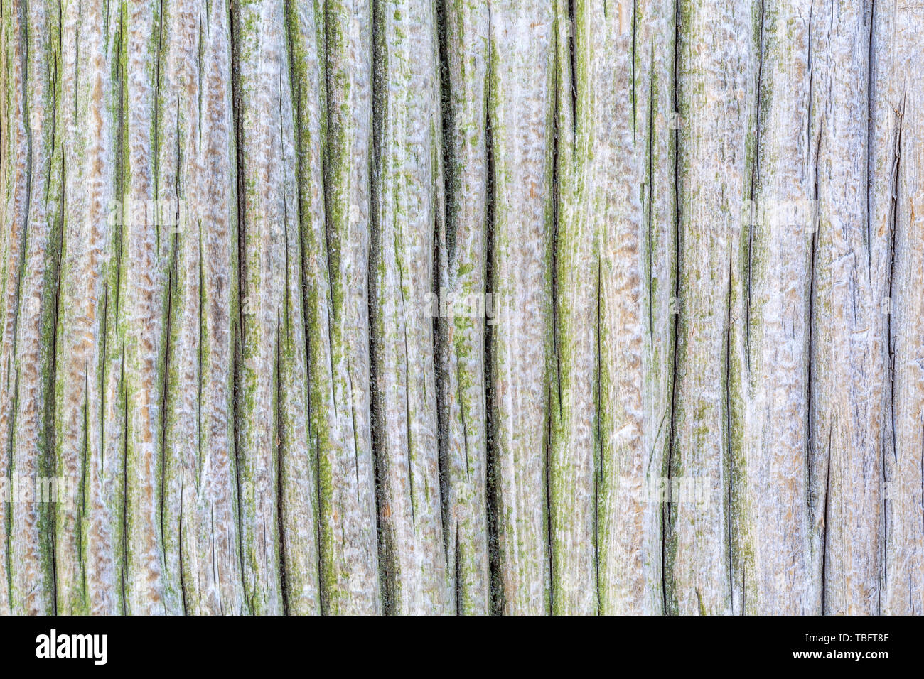 Ancient cypress bark texture Stock Photo - Alamy