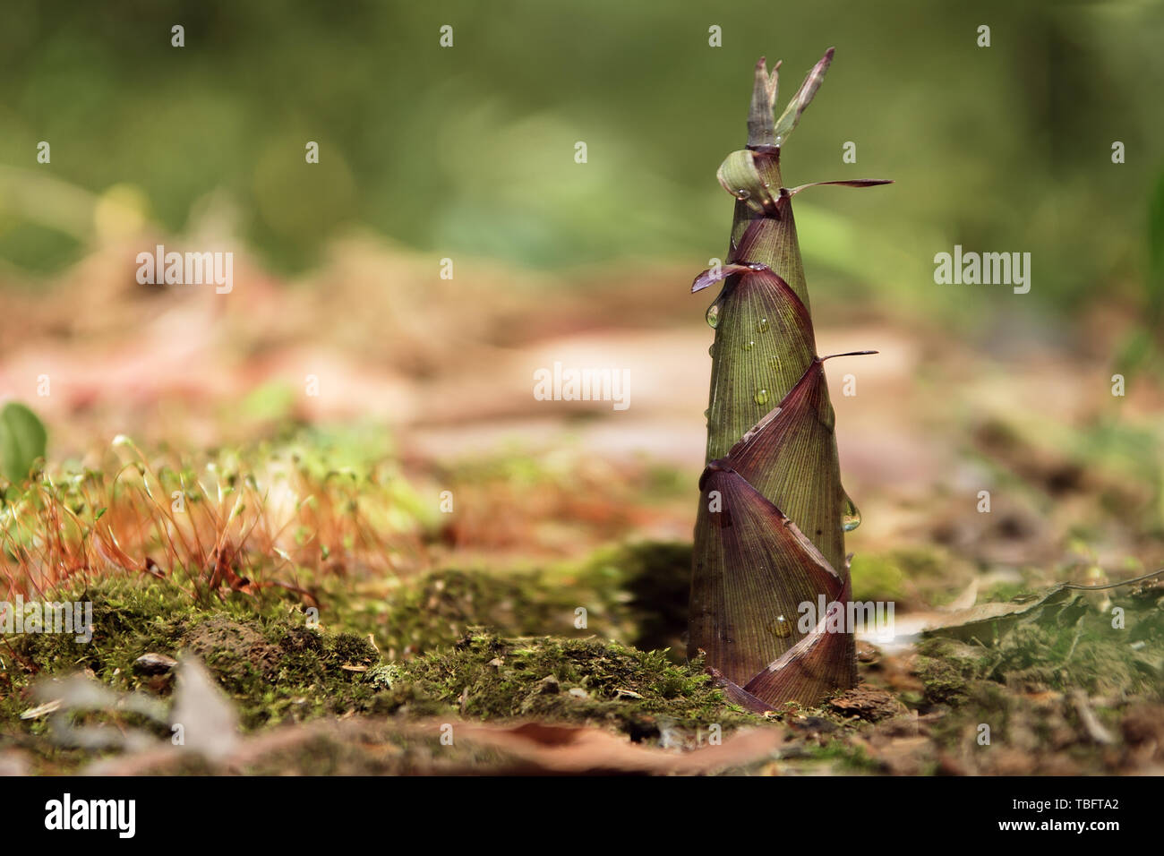 Break ground hi-res stock photography and images - Alamy