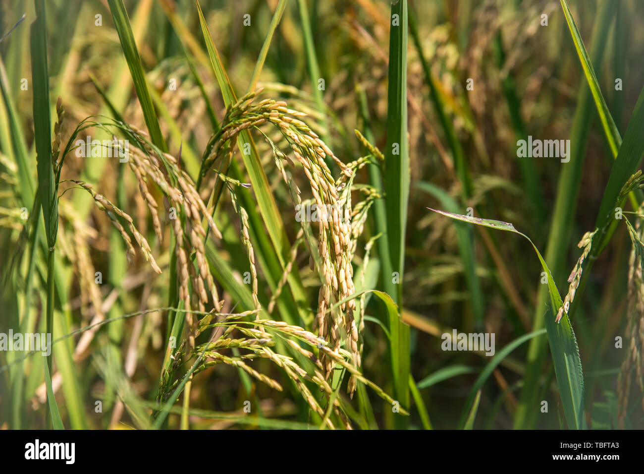 The autumn harvest hits the millet Stock Photo - Alamy