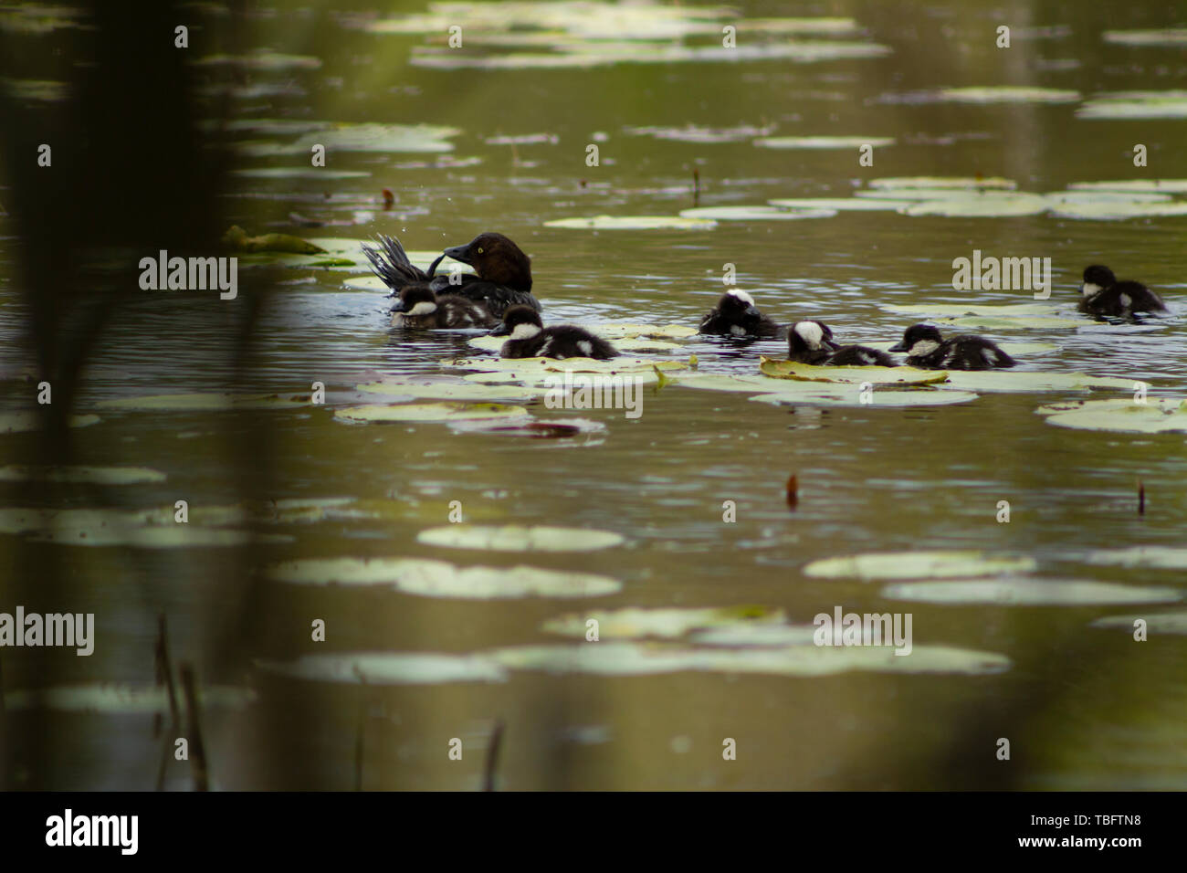 Common goldeneye female spread her tale feathers, with chicks beside ...
