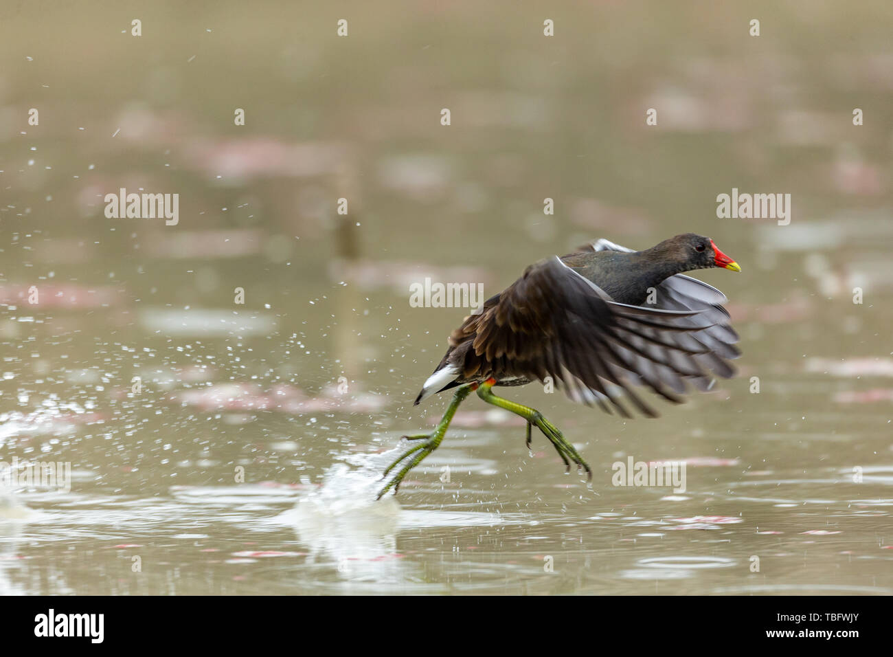Black water chickens play in the pond for food Stock Photo - Alamy
