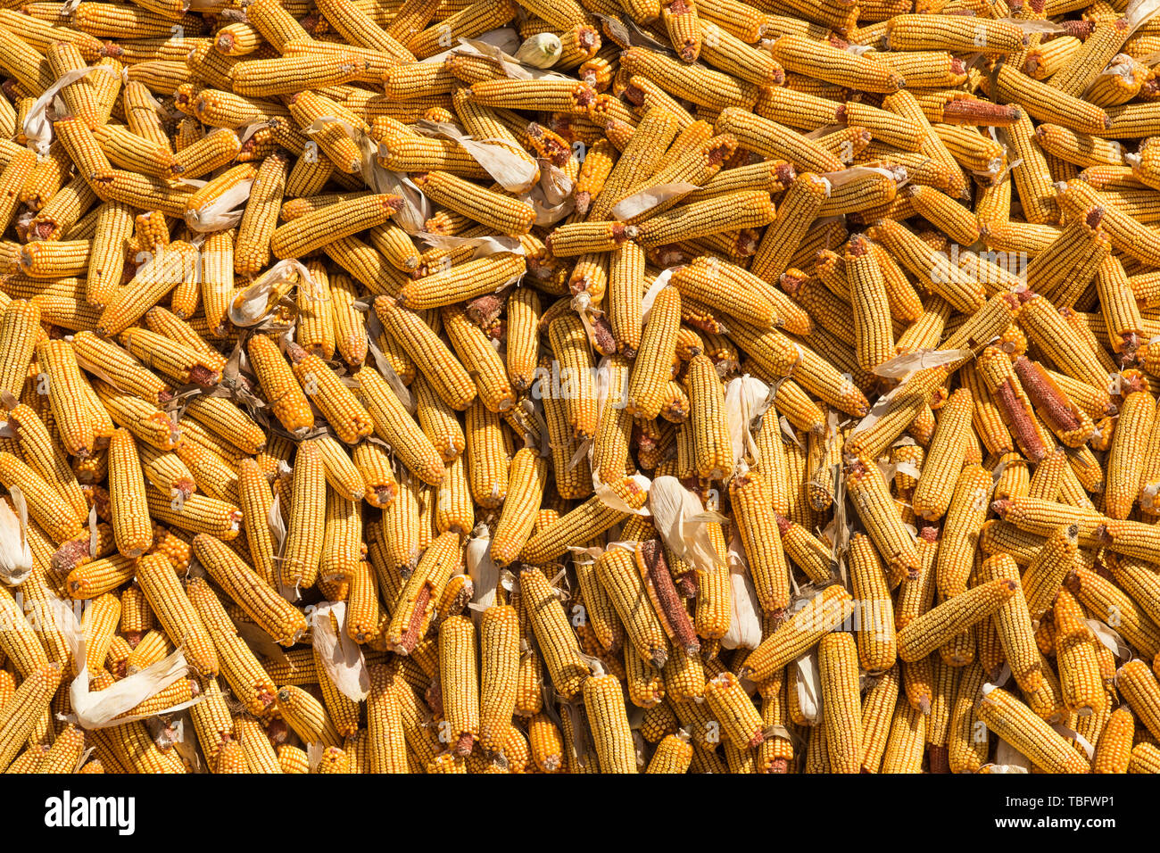 Piles of corn hi-res stock photography and images - Alamy