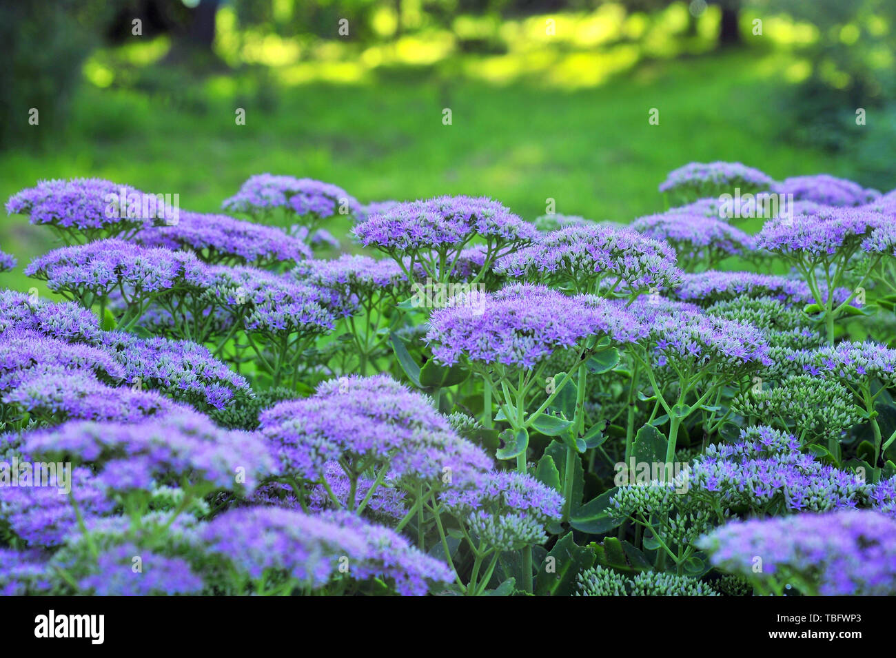 Red Jingtian flower picture Stock Photo - Alamy