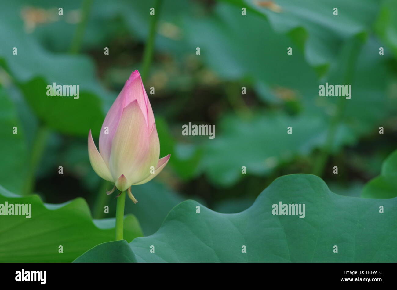Lotus, Xia Ho, Lotus, Photography Stock Photo - Alamy