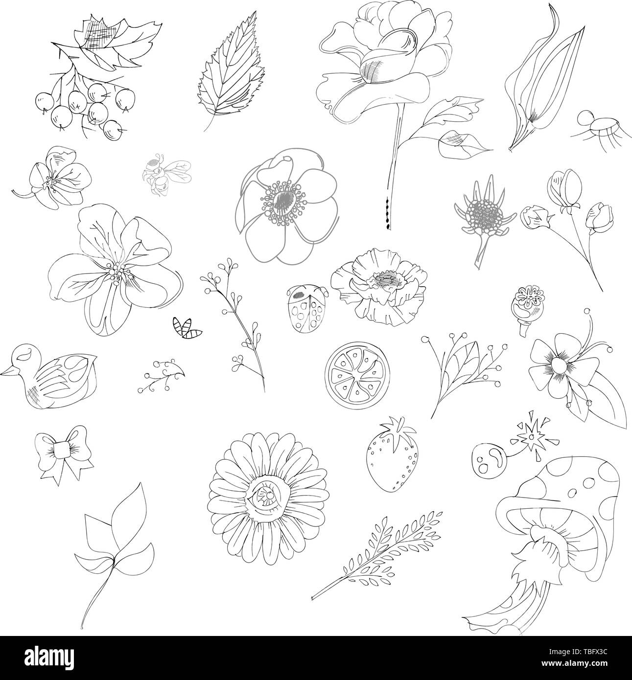 Sketches Of Flowers And Leaves