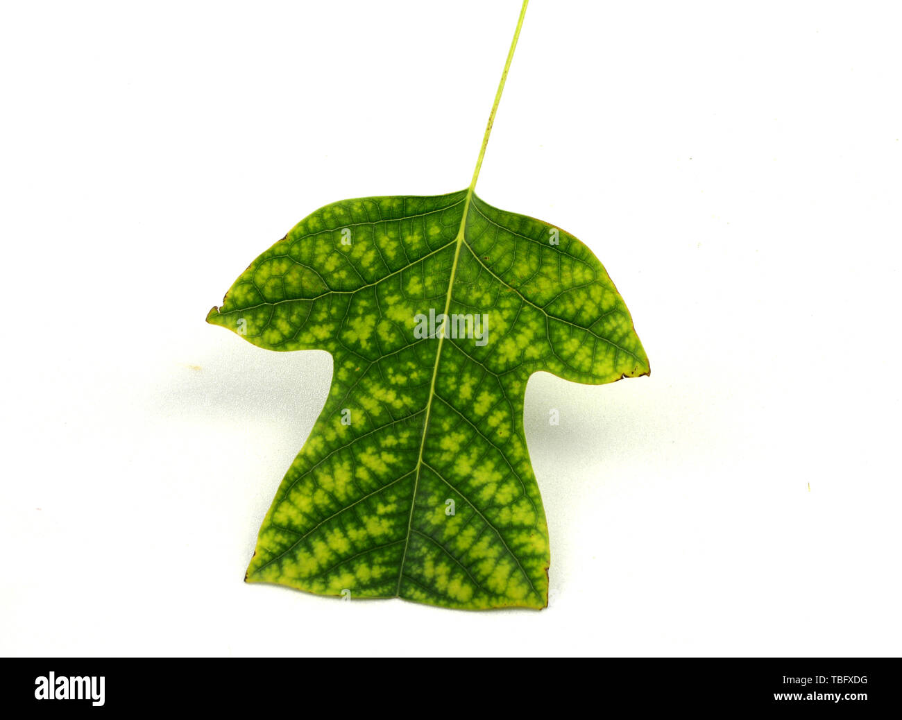 Green maple trees in Cut Out Stock Images & Pictures - Alamy