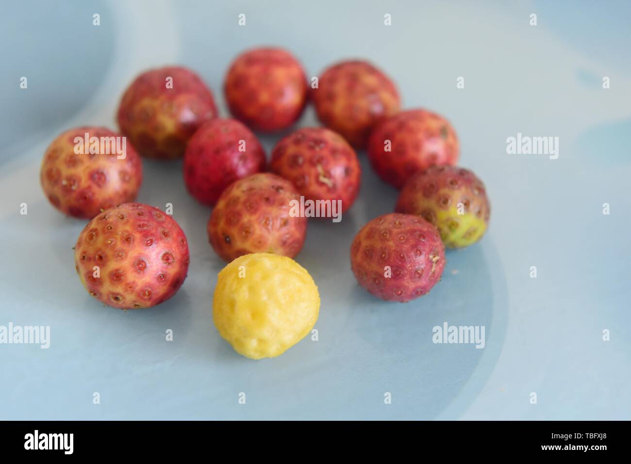 Rural wild lychee nutrition health ecological mountain goods Stock ...