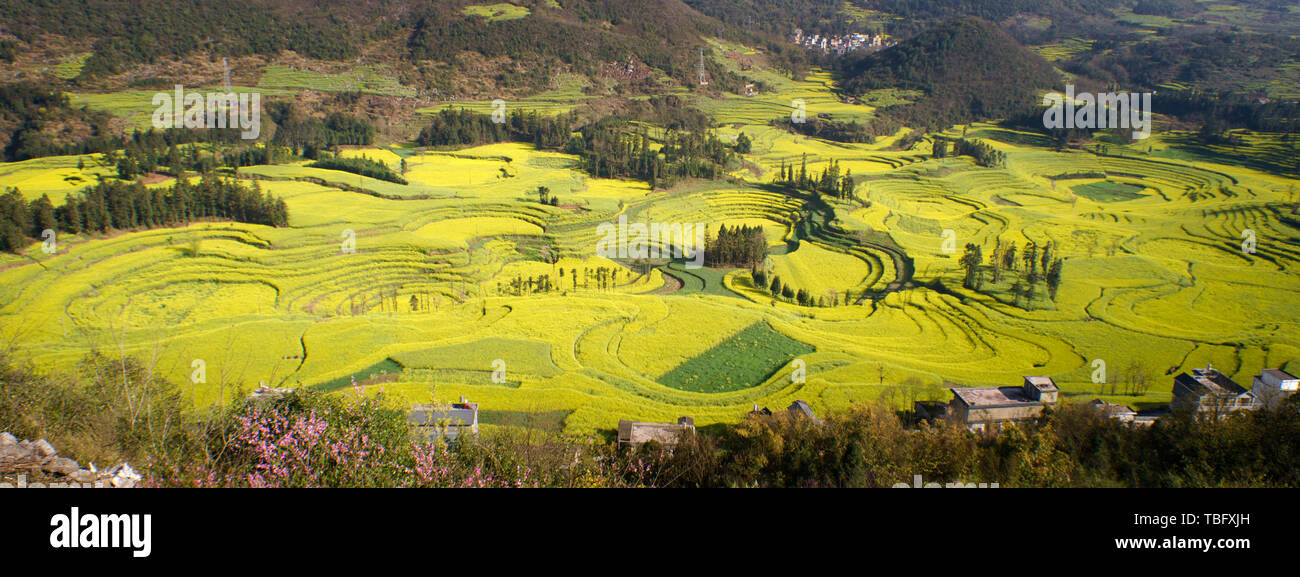 Map of Luoping rapeseed screws field Stock Photo - Alamy