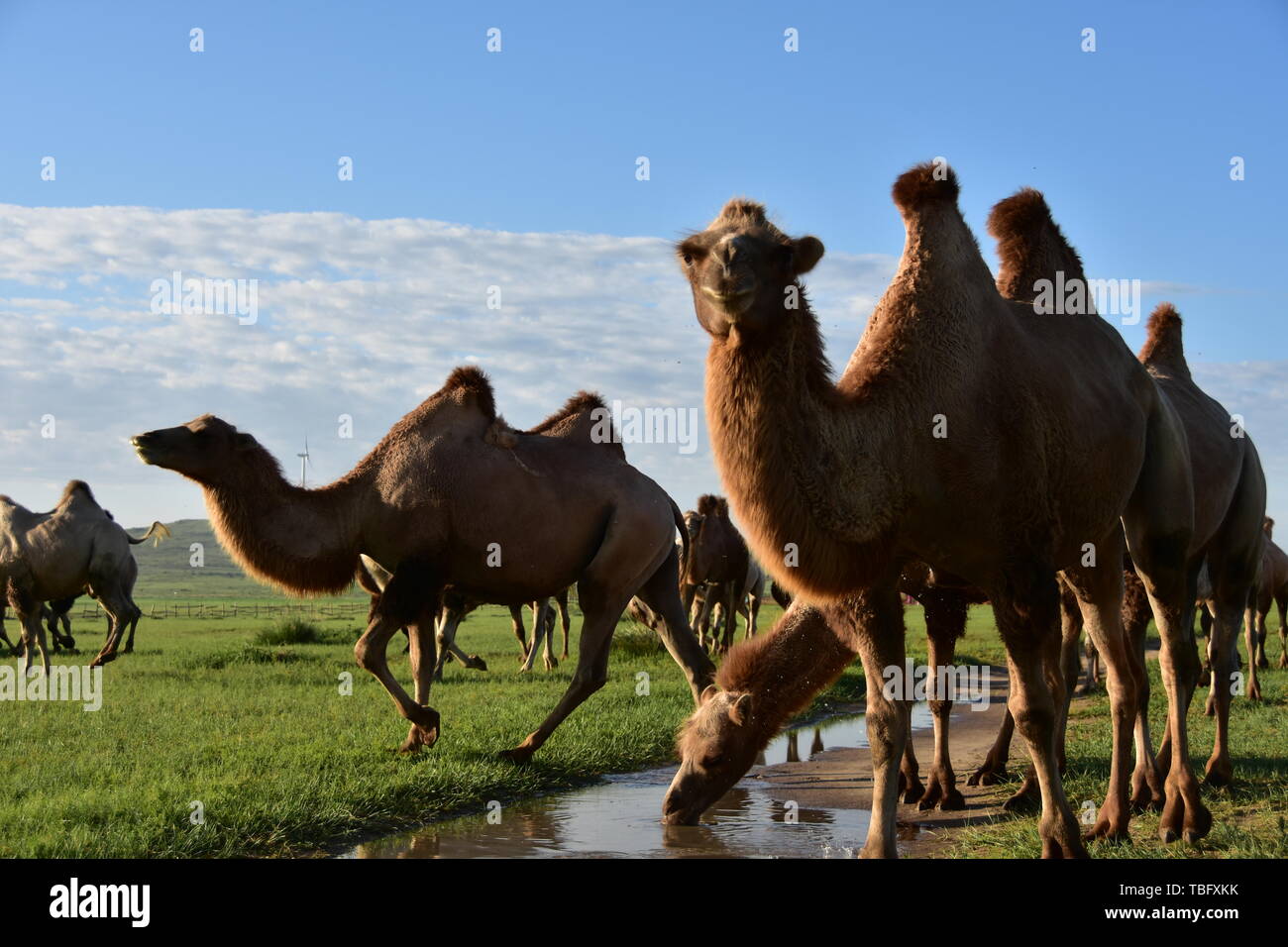 Single peak camels hi-res stock photography and images - Alamy