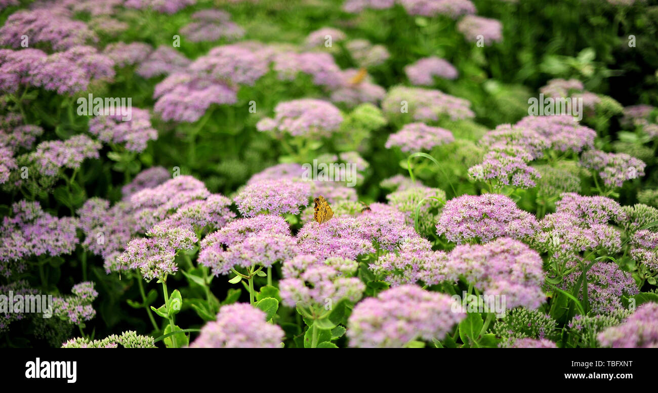 Red Jingtian flower picture Stock Photo - Alamy