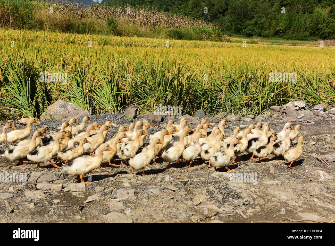 Spike ducks hi-res stock photography and images - Alamy