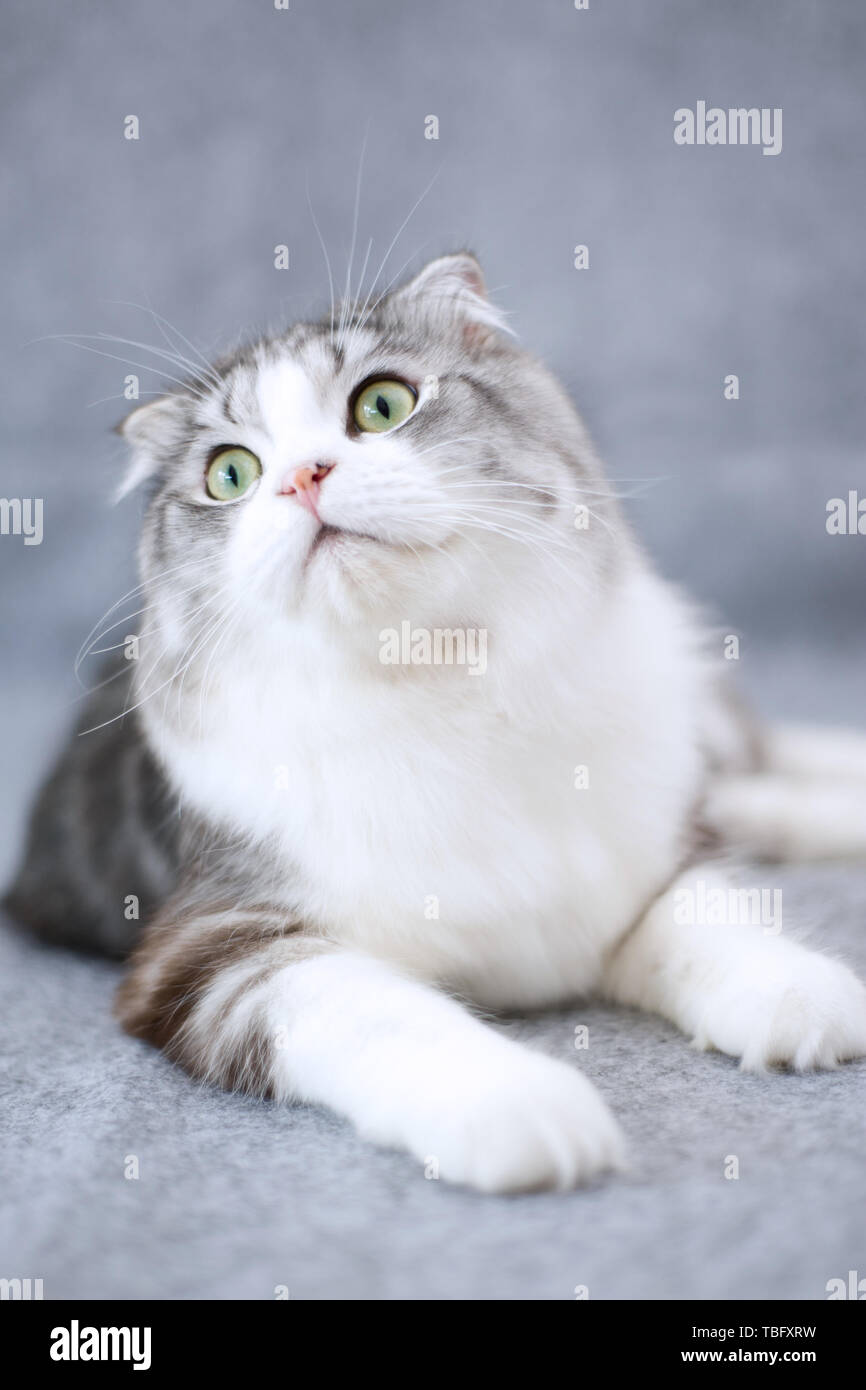Scottish Eared Cat Stock Photo - Alamy