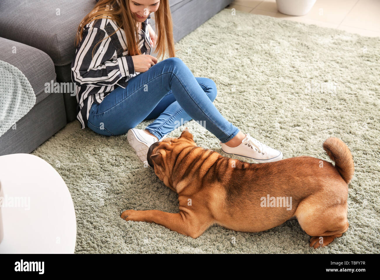 Cute funny dog with owner at home Stock Photo - Alamy