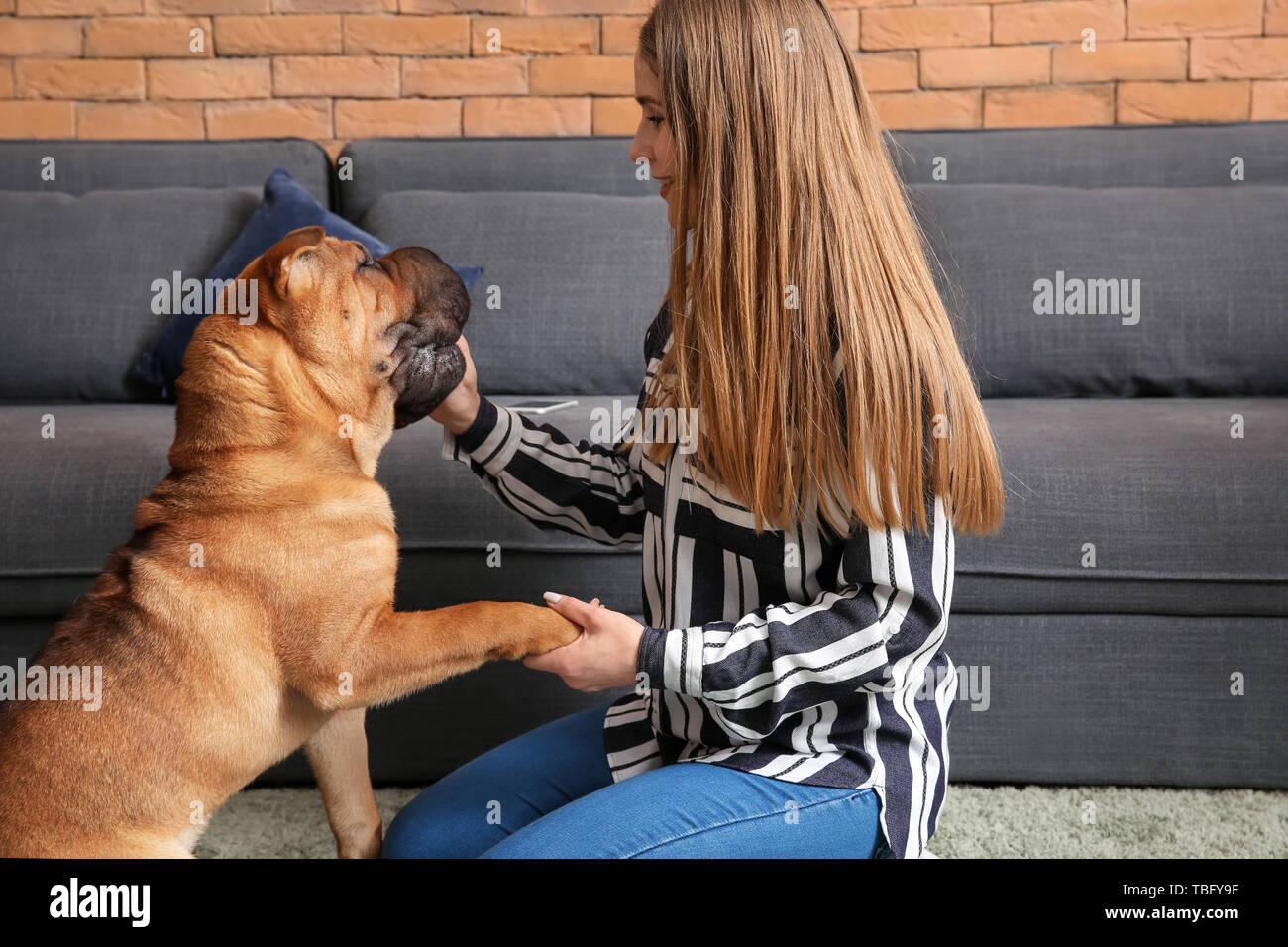 Cute funny dog with owner at home Stock Photo - Alamy