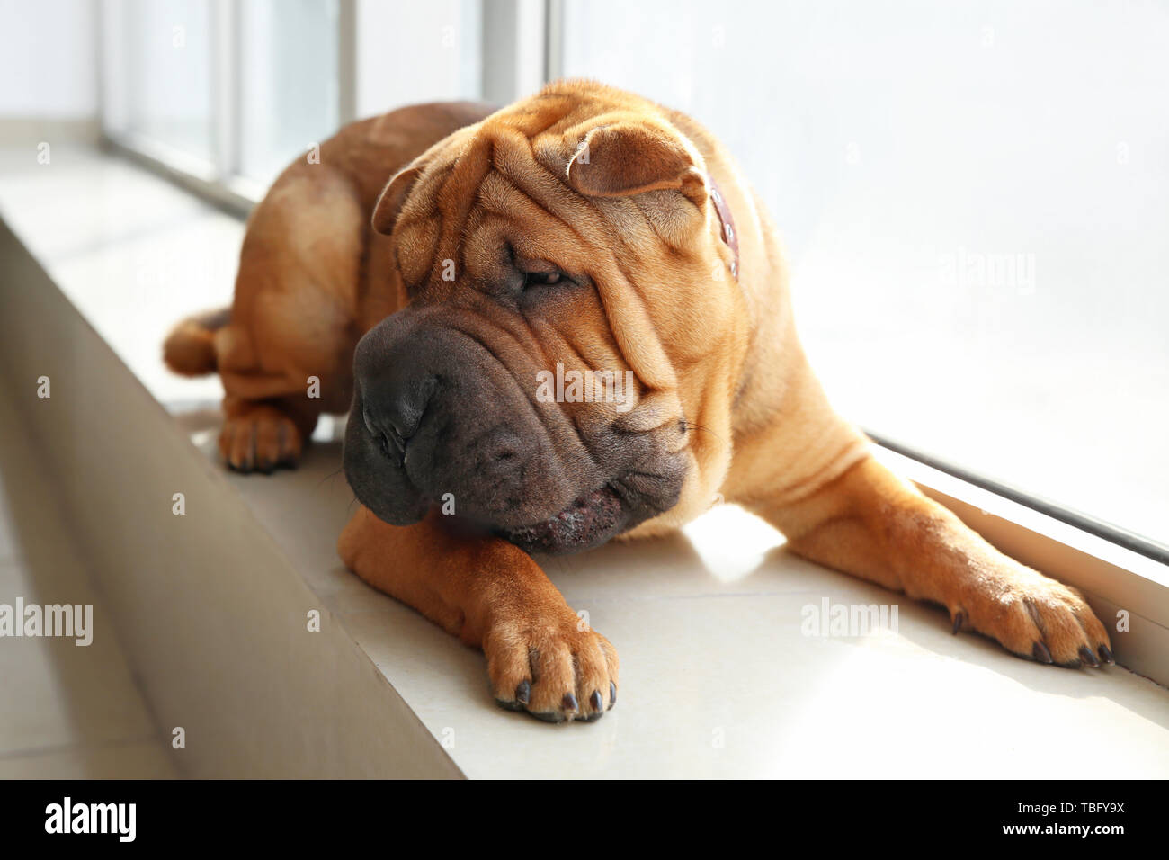 Cute funny dog lying on window sill Stock Photo - Alamy