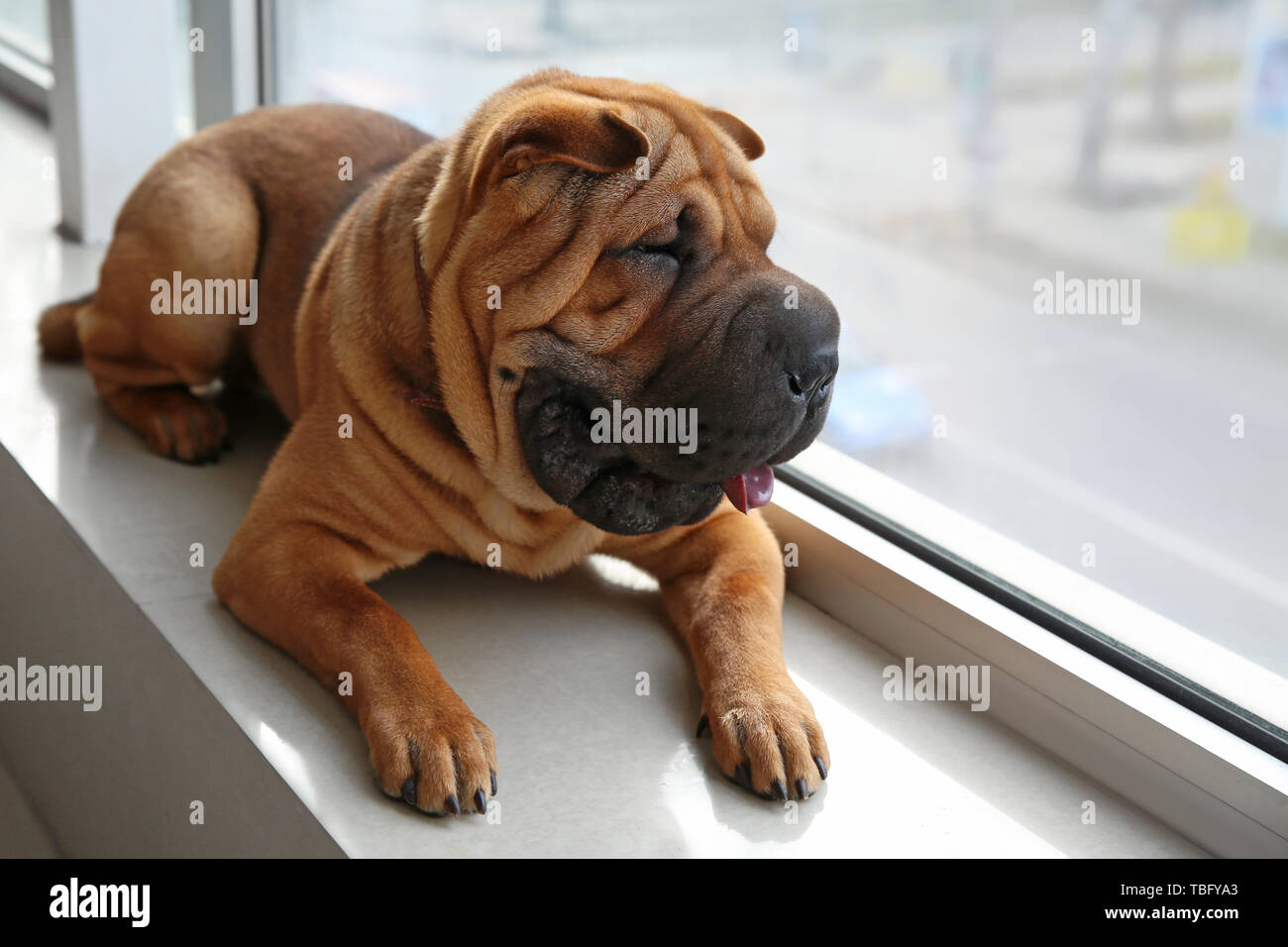 Cute funny dog lying on window sill Stock Photo - Alamy
