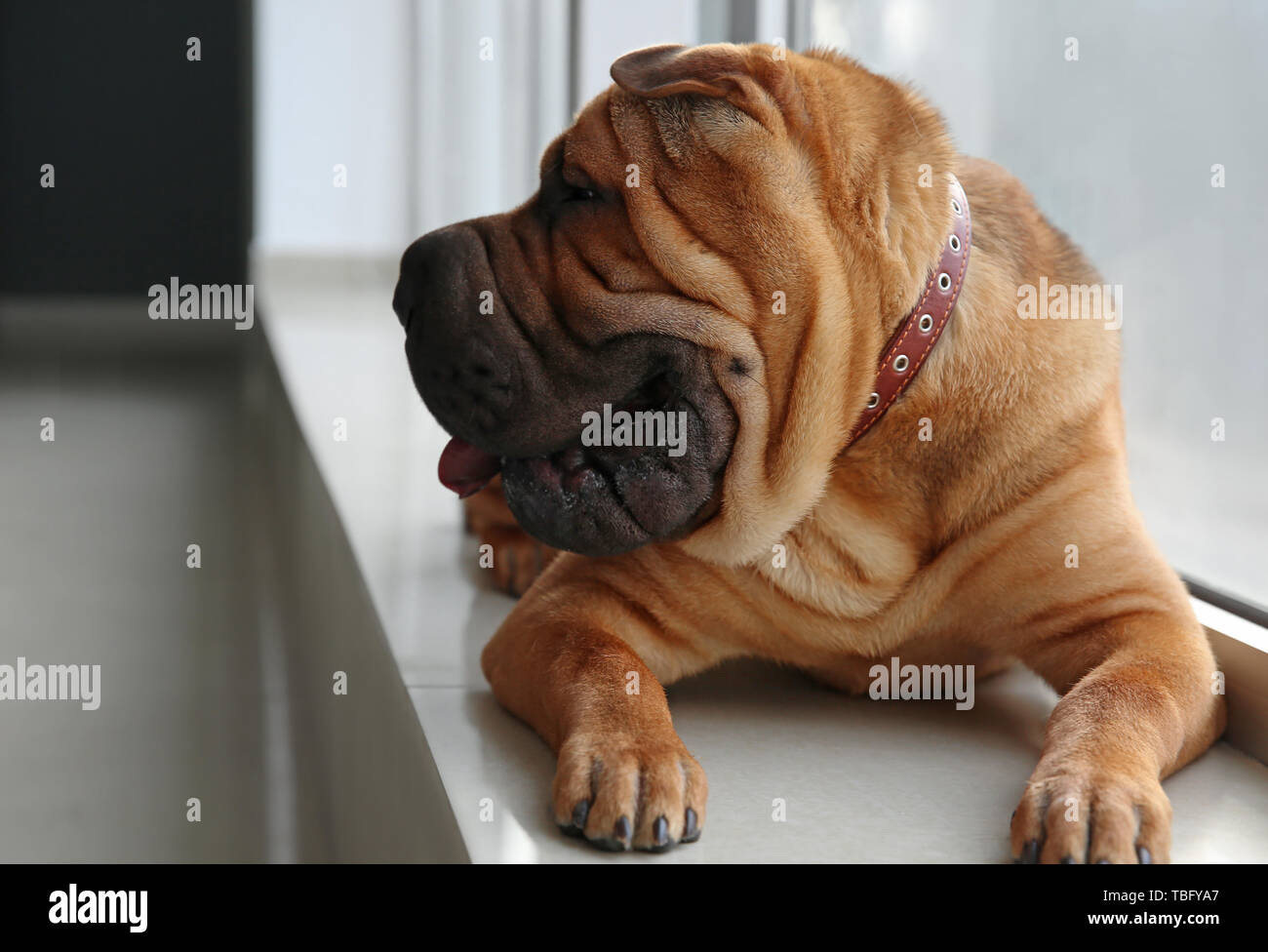 Cute funny dog lying on window sill Stock Photo - Alamy